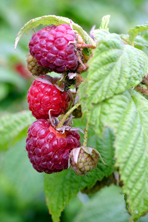 "Autumn is a second spring when every leaf is a flower.’’ Albert Camus ...