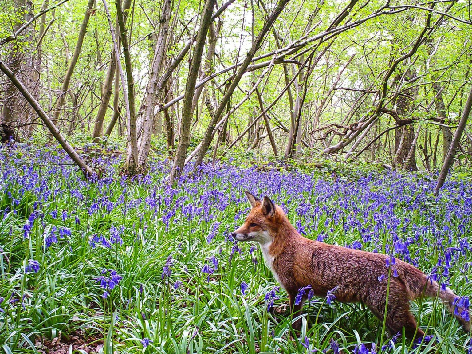 Nature Reserve: Egleton/Lyndon - Discover Rutland